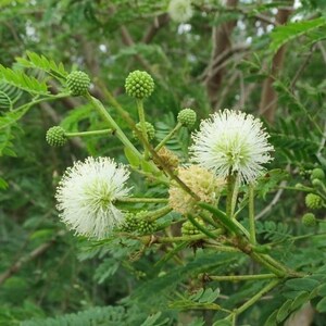 Tropical Mimosa Landscape Composition "emerging Creation" Collection ...