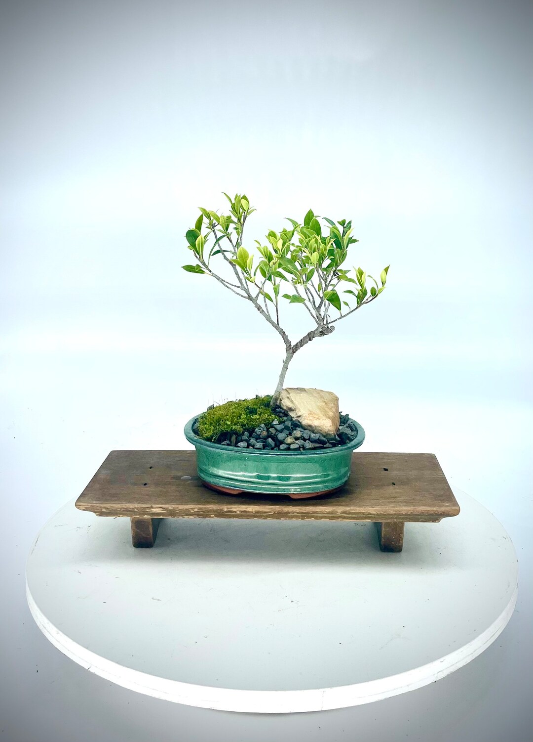 BR7 Pre-bonsai Tree rare enjoy Collection From Cute Little Bonsai - Etsy