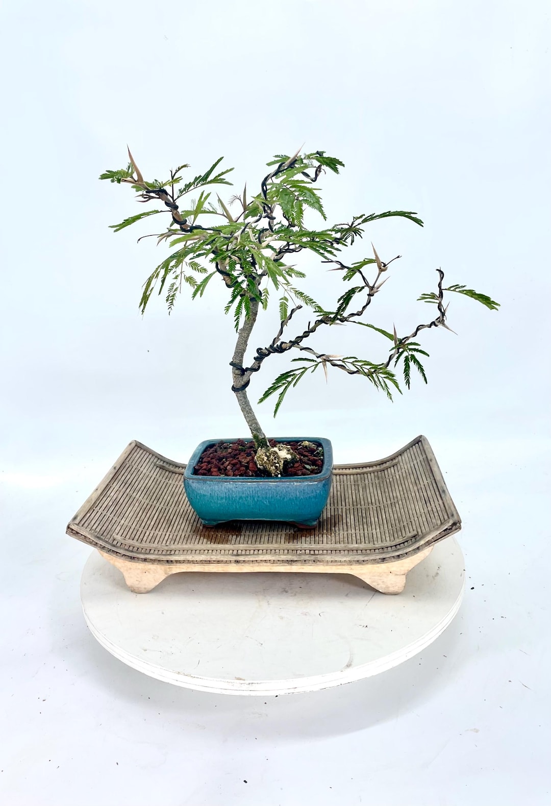 Mexican Bull Horn Acacia Bonsai Tree: Exotic Glazed Container - Etsy