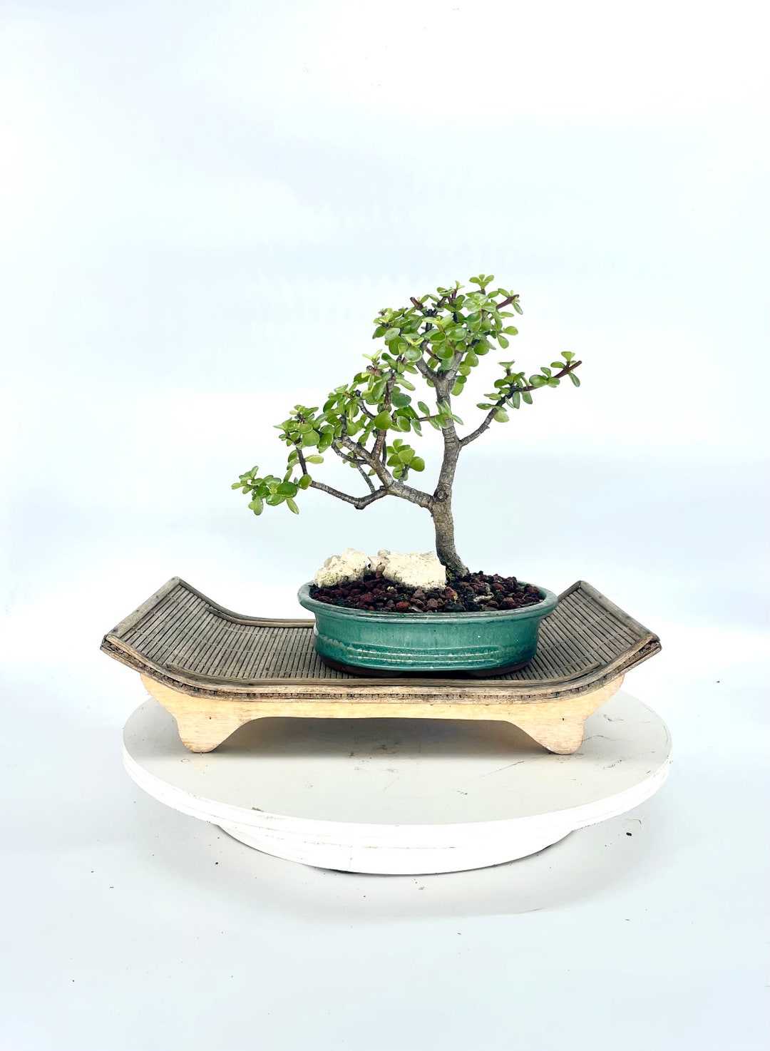 Dwarf Jade Bonsai Tree proportion and Scale Collection From Cute Little ...