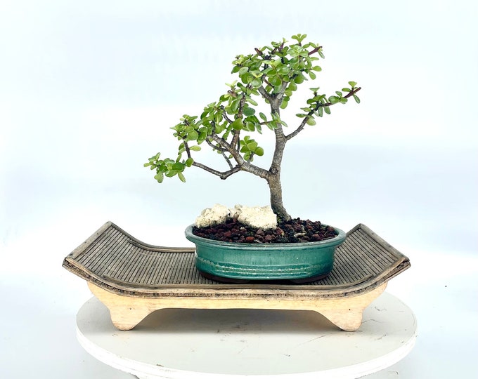 Dwarf Jade Bonsai Tree "proportion and Scale" Collection From Cute ...