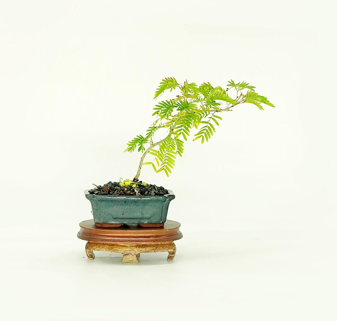 Surinamese Stick Pea Powder Puff Bonsai Tree "new Friend" Collection ...