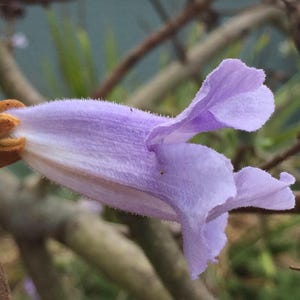 Purple Trumpet Bonsai Tree inner Feeling Collection From Cute Little ...