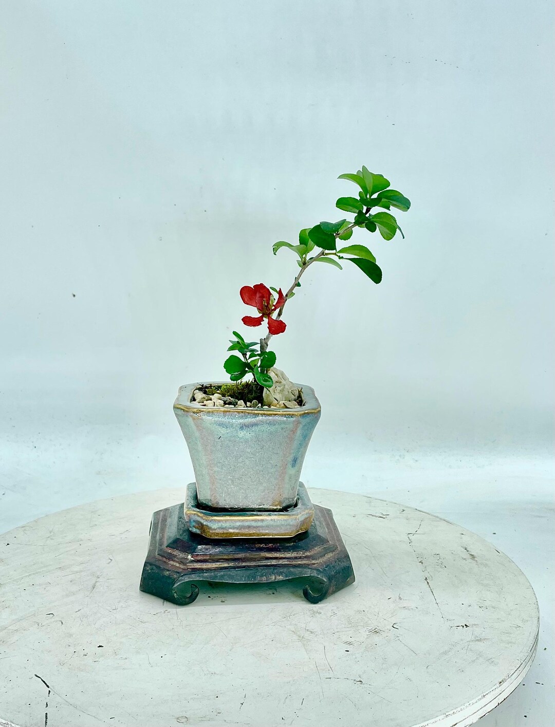 Japanese Quince Bonsai Tree "back to Normal" Collection From ...