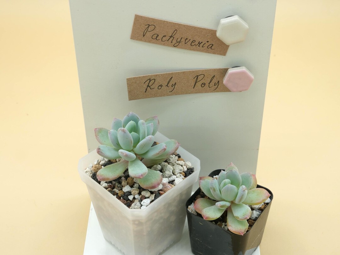 Pachyveria Roly Poly - ONE Whole Plant (BARE ROOT) - Korean Import - Etsy