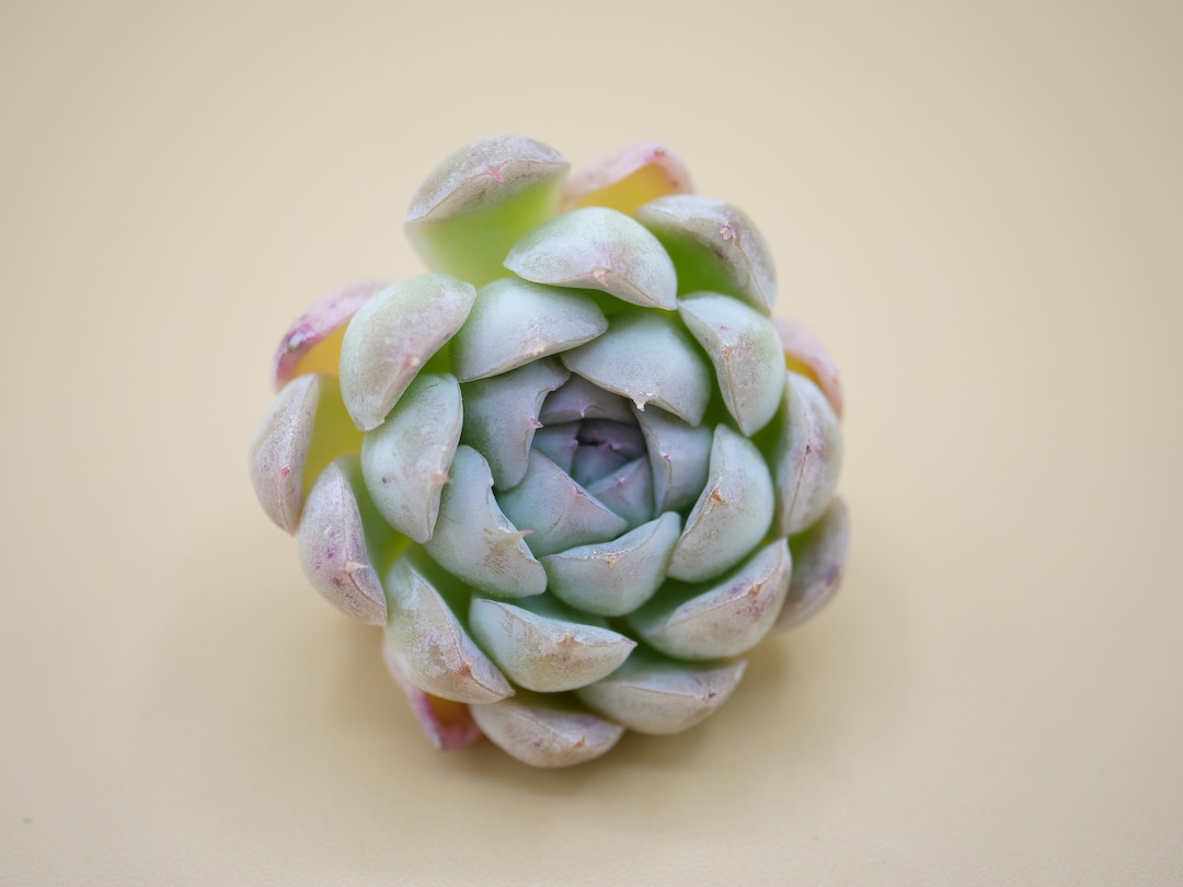 Echeveria 'mongshell' - (2) Leaf for Propagation - Imported Korean ...