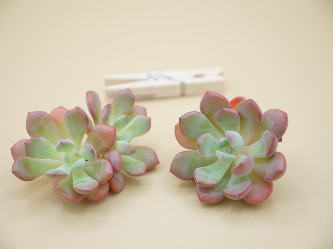 Echeveria 'alandron' - (2) Leaf for Propagation - Imported Korean ...