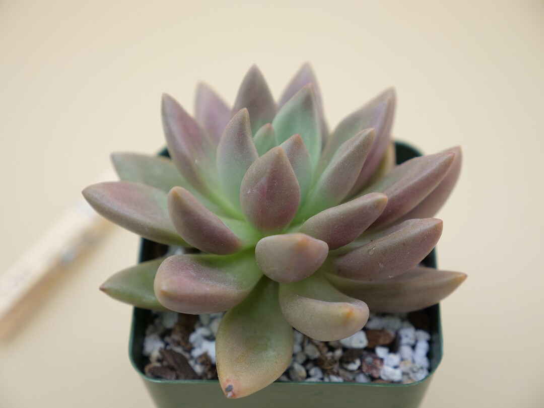 Graptoveria 'ruby Donna' 1 Leaf for Propagation - Etsy