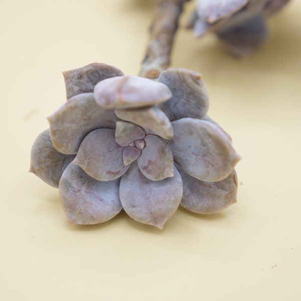 Superbum Succulent - Etsy