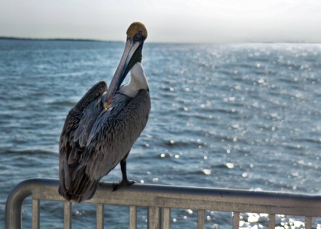 Pelican at Cedar Key Florida Fishing Pier Original Wall Art Print on ...
