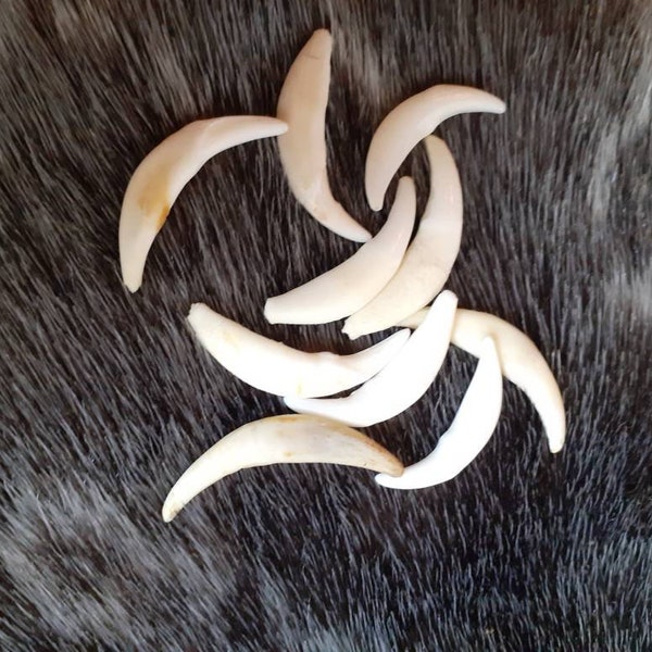 Fox Teeth - Etsy
