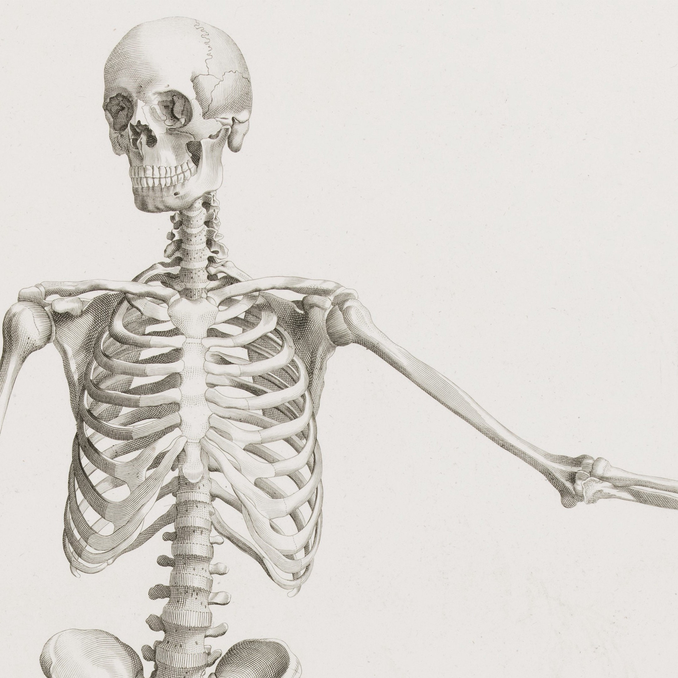 Samsung Frame TV Art Vintage | "skeleton" | Halloween | Traditional ...