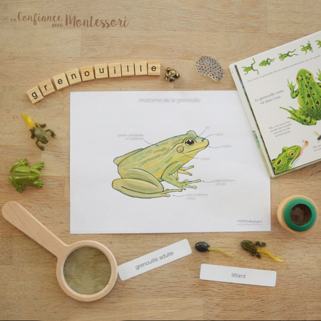 Frog Anatomy Poster Poster to Complete - Etsy