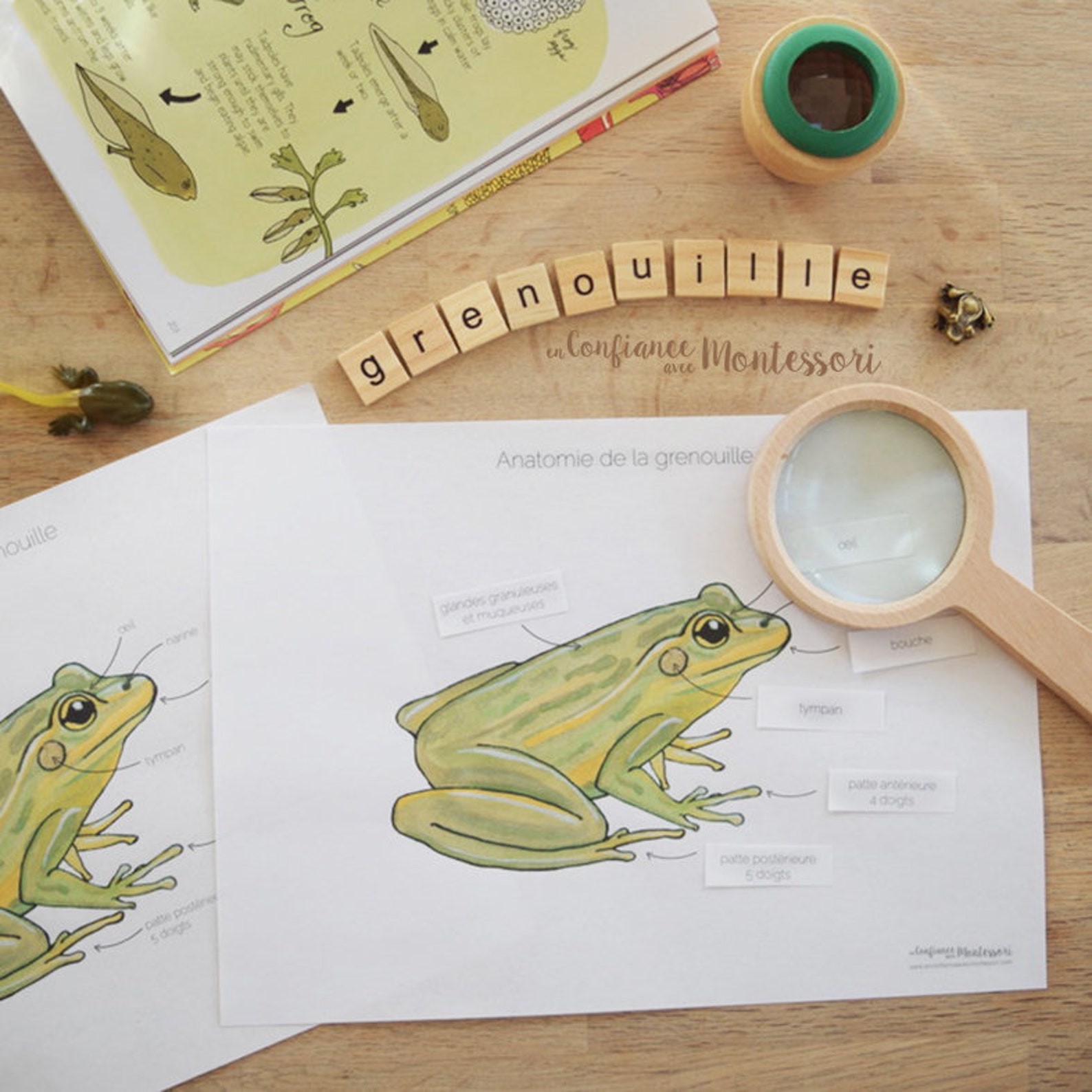 Frog Anatomy Poster Poster to Complete - Etsy