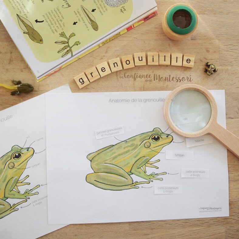 Frog Anatomy Poster Poster to Complete - Etsy