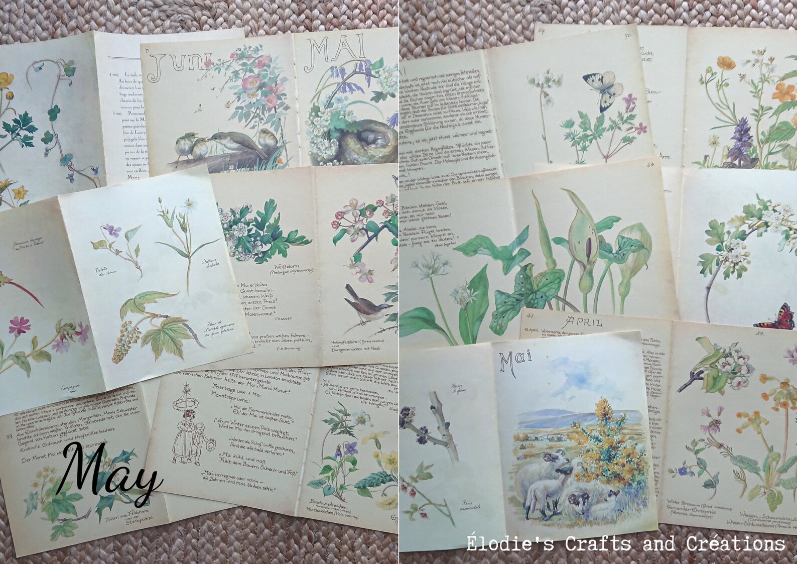 Edith Holden Vintage Book Pages Pack Country Diary of an - Etsy