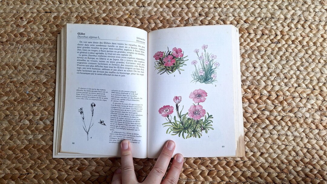 Vintage Botanical Wildflower Flower Book With Old Watercolour Colour ...