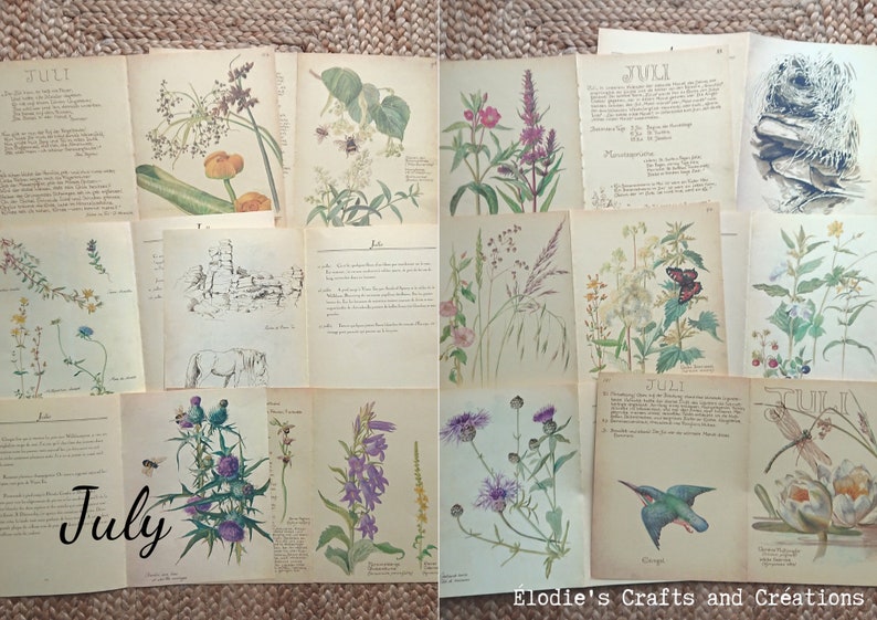Edith Holden Vintage Book Pages Pack Country Diary of an - Etsy