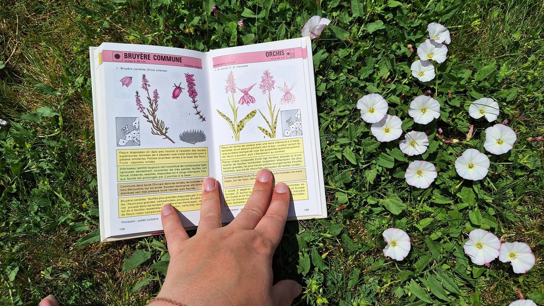 Vintage Botanical Wildflower Flower Book With Old Watercolour Colour ...