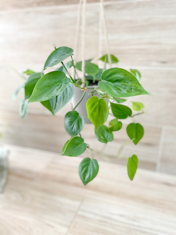 Philodendron Heartleaf Cordatum Trailing Vining Plant - Etsy