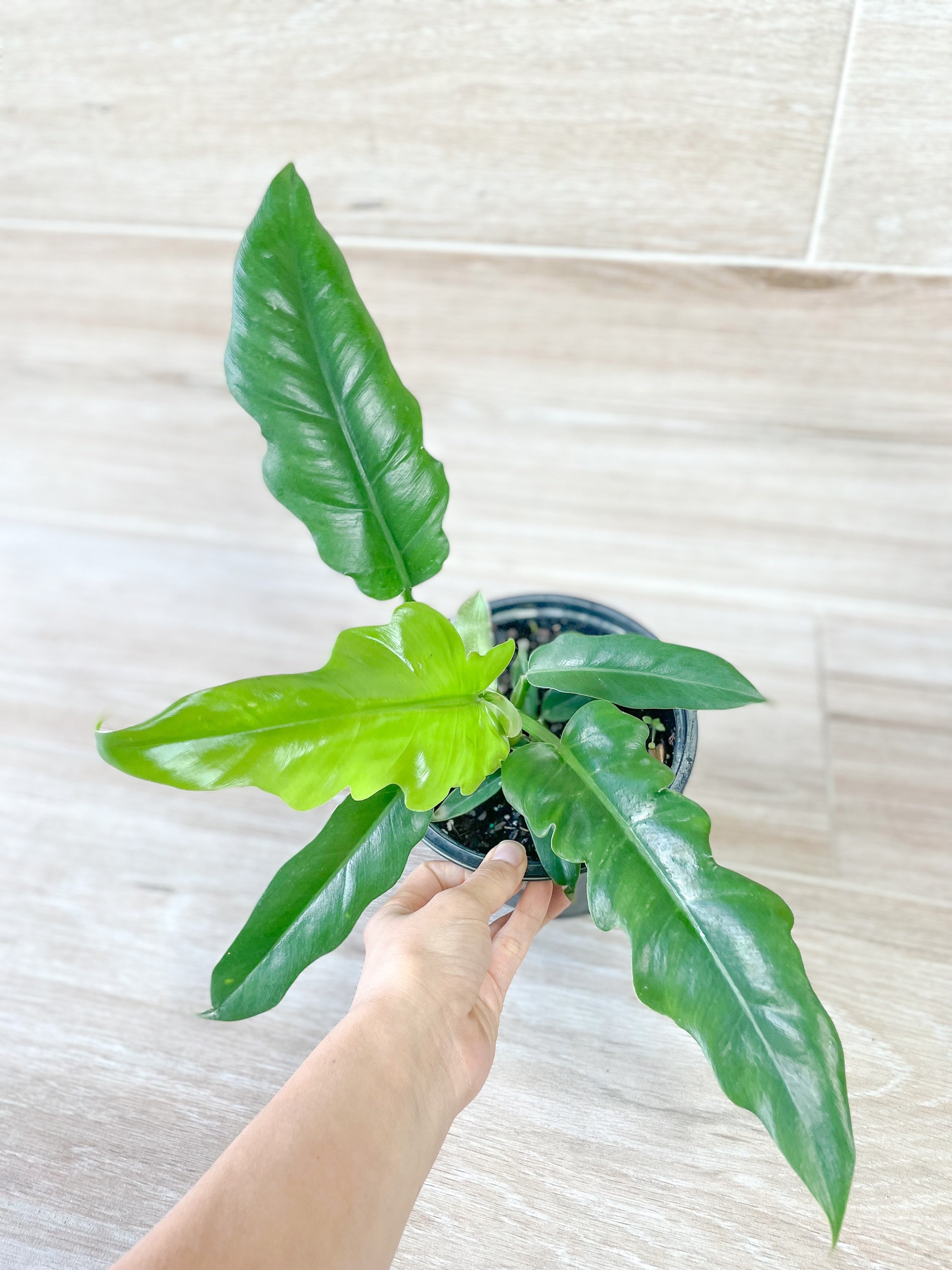 Philodendron Narrow Escape Tiger Tooth Jungle Boogie - Etsy