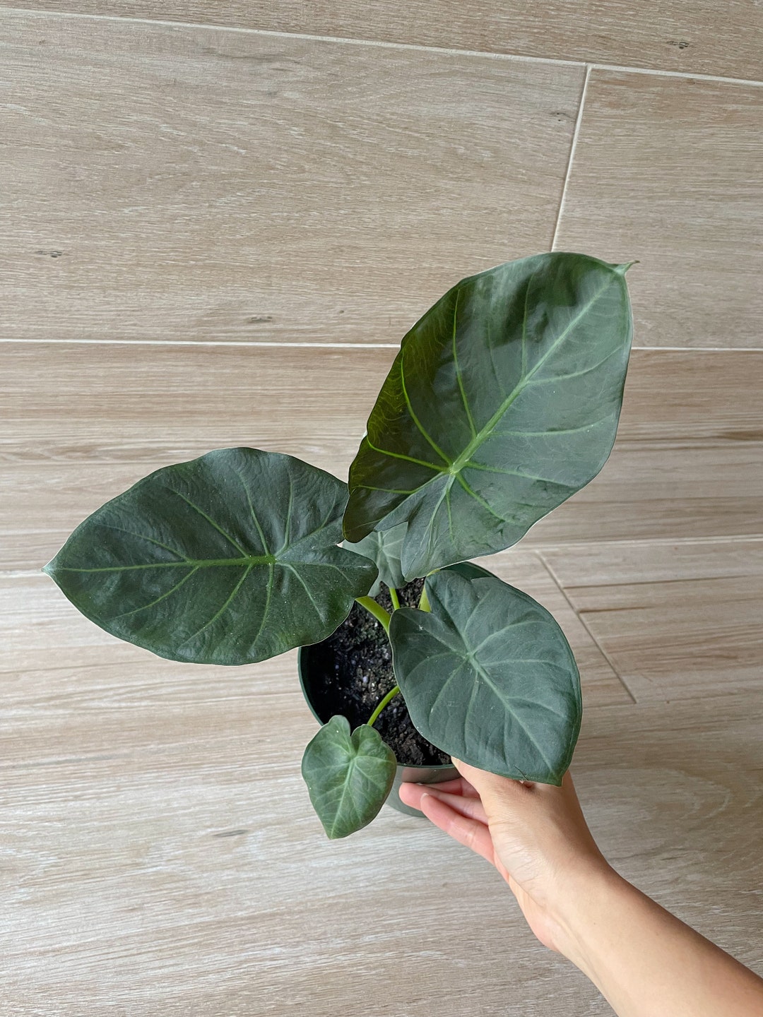 Alocasia Regal Shield 6 Pot - Etsy