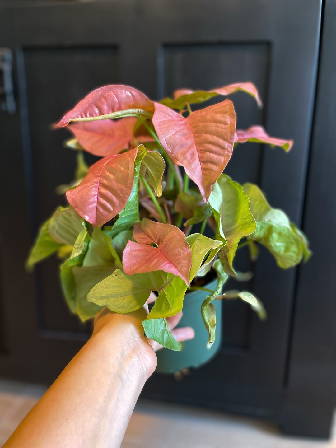 Pink Neon Syngonium Arrowhead Plant - Bareroot No Pot or Soil - Etsy