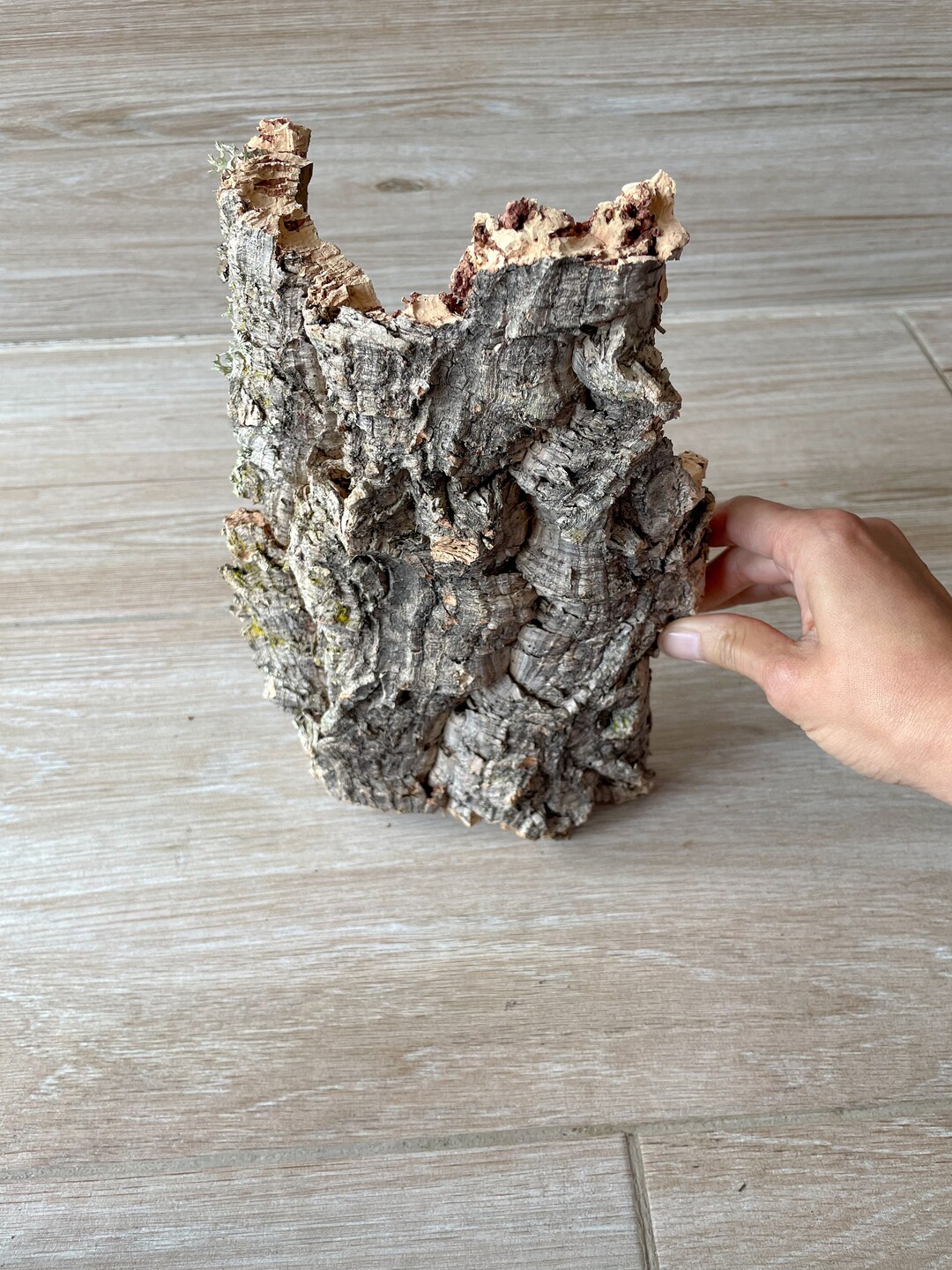 Tree Cork Plaque Mount for Orchids, Aroids, Staghorn Ferns - Etsy
