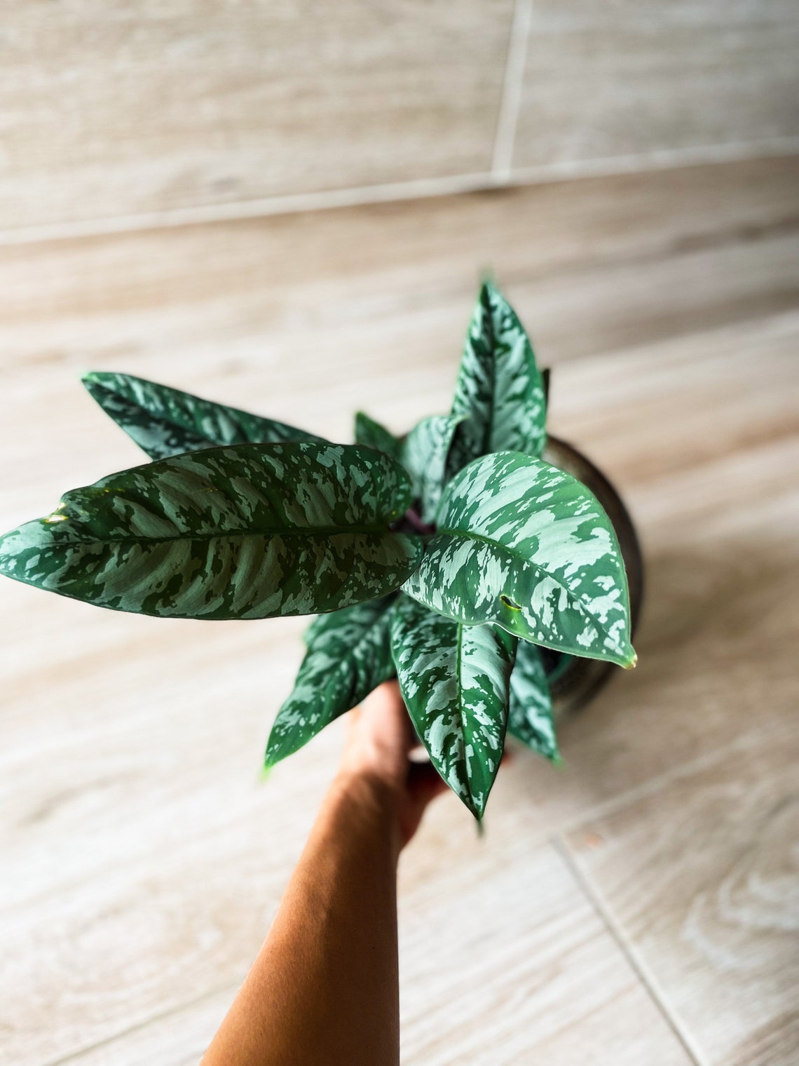 Apoballis Acuminatissima Lavallei Rare Aroid 6 US Seller - Etsy