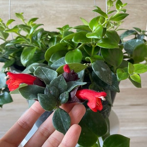 Aeschynanthus - Mona Lisa Lipstick Plant Cutting or 4” Pot - Red Blooms ...