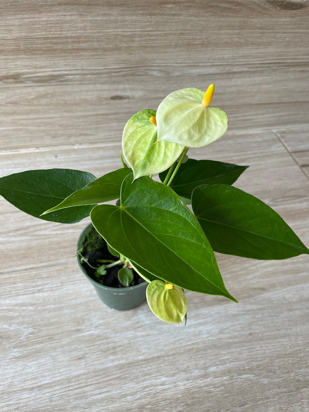 Yellow Anthurium Vanilla - Gift, Live Plant, Houseplant - Etsy