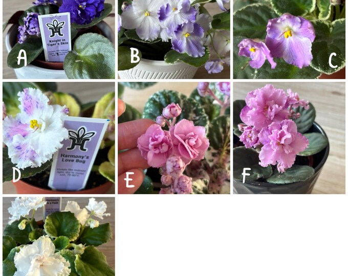 Arctic Frost African Violet Starter Plant (ALL PLANTS Require You to ...