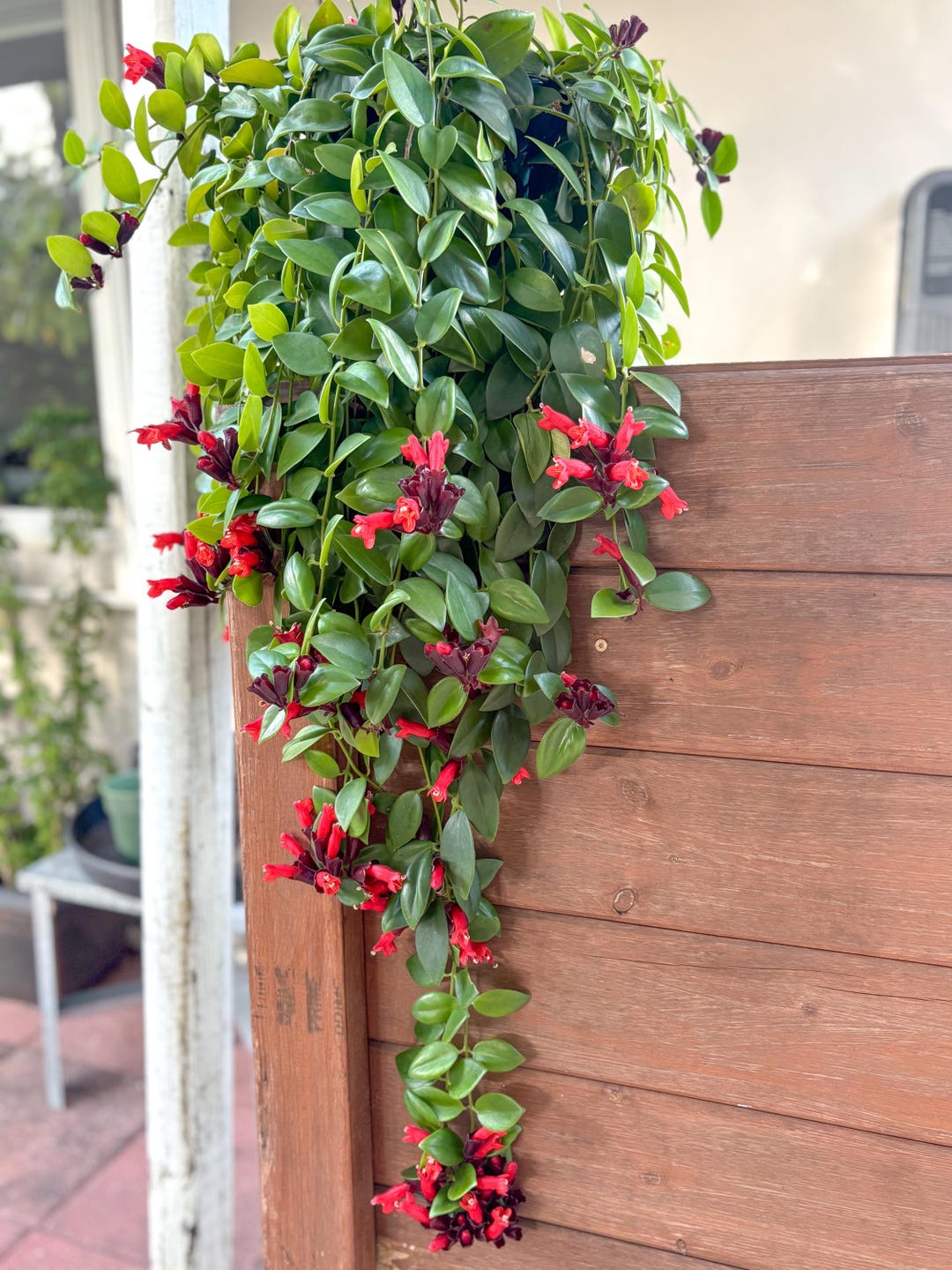 Aeschynanthus - Mona Lisa Lipstick Plant Cutting or 4” Pot - Red Blooms ...
