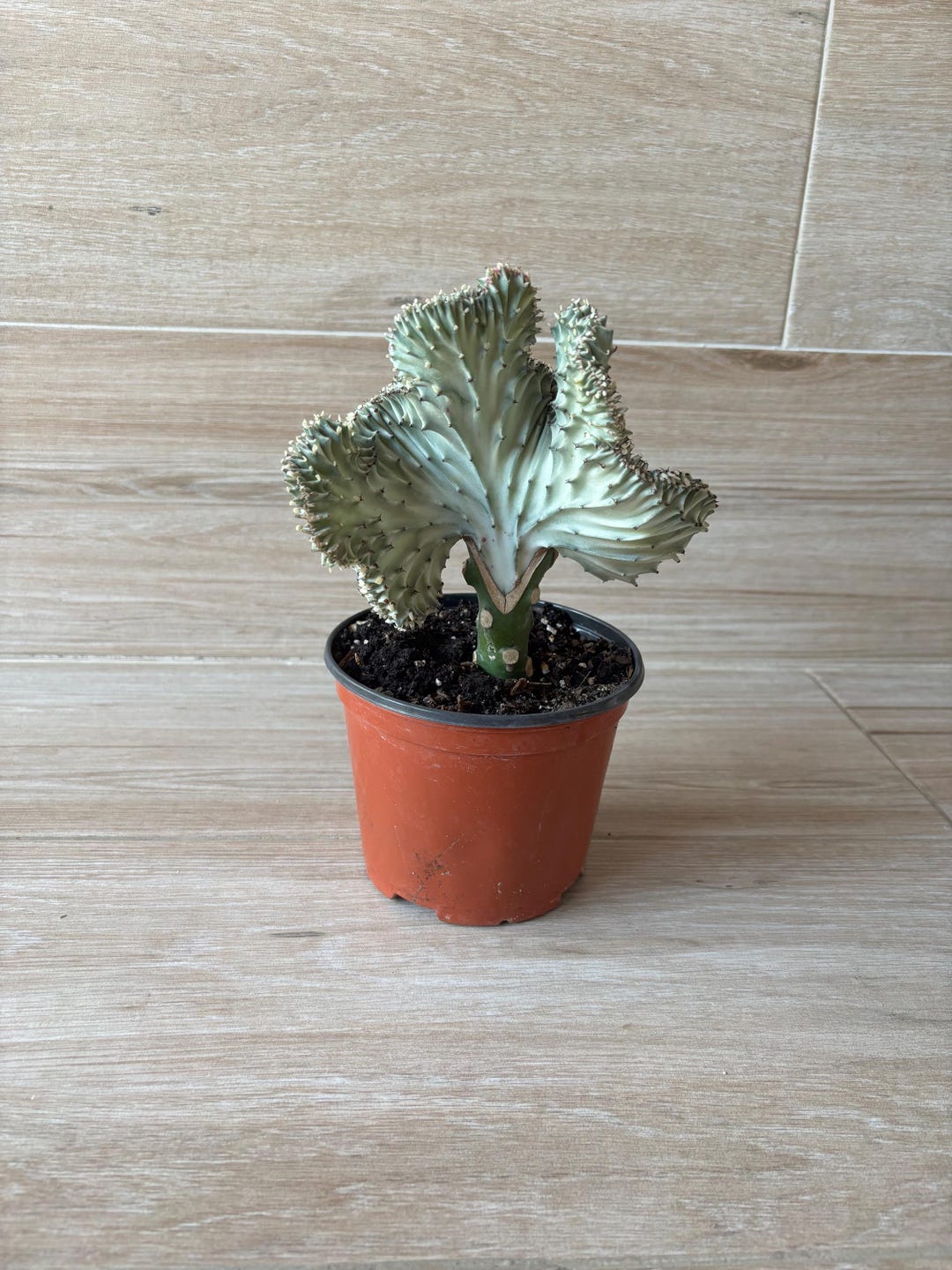 Cactus Euphorbia Lactea - Mermaid Tail - Grafted - 6” Nursery Pot - Etsy