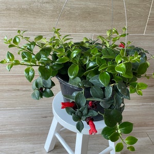 Aeschynanthus - Mona Lisa Lipstick Plant Cutting or 4” Pot - Red Blooms ...