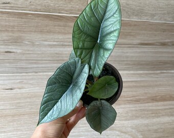 Alocasia Bisma platinum 2 Pot ALL PLANTS Require You to Purchase 2 ...