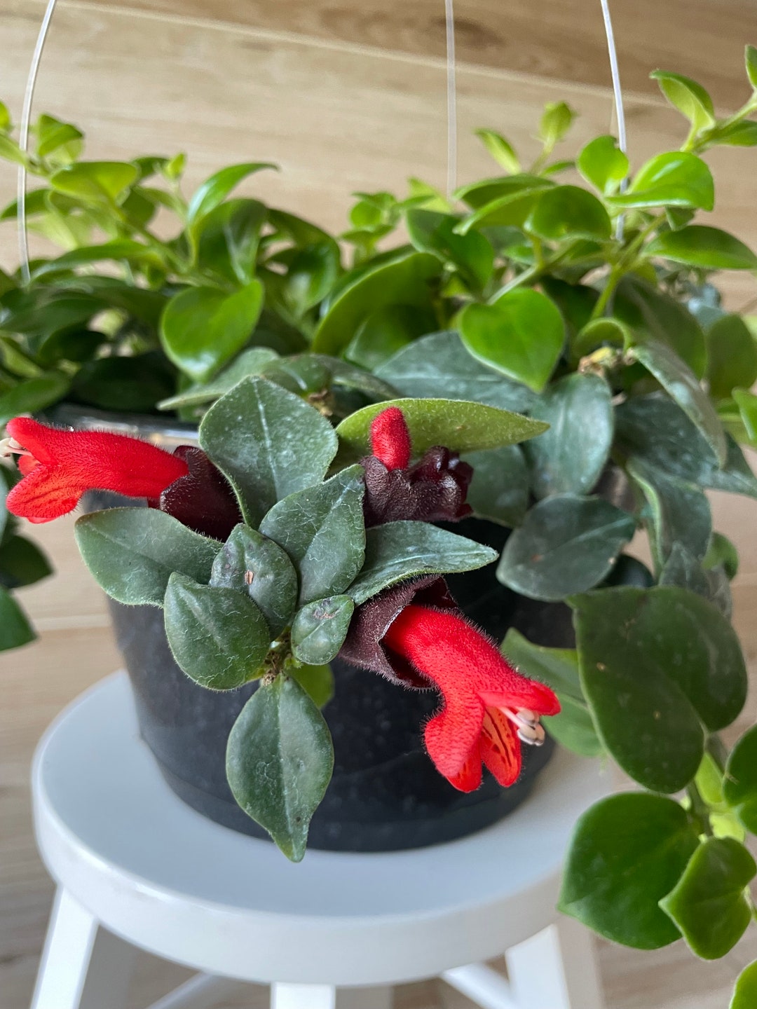 Aeschynanthus Mona Lisa Lipstick Plant Cutting or 4 Pot Red Blooms - Etsy