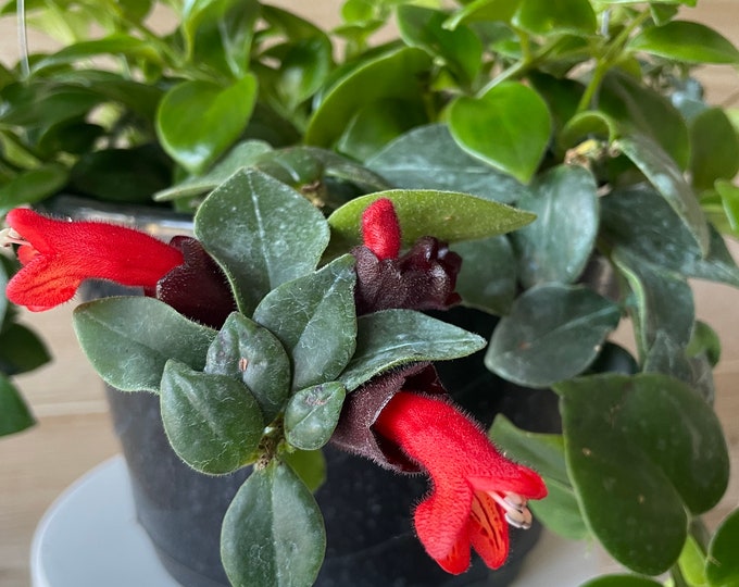 Aeschynanthus Mona Lisa Lipstick Plant Cutting or 4 Pot Red Blooms - Etsy
