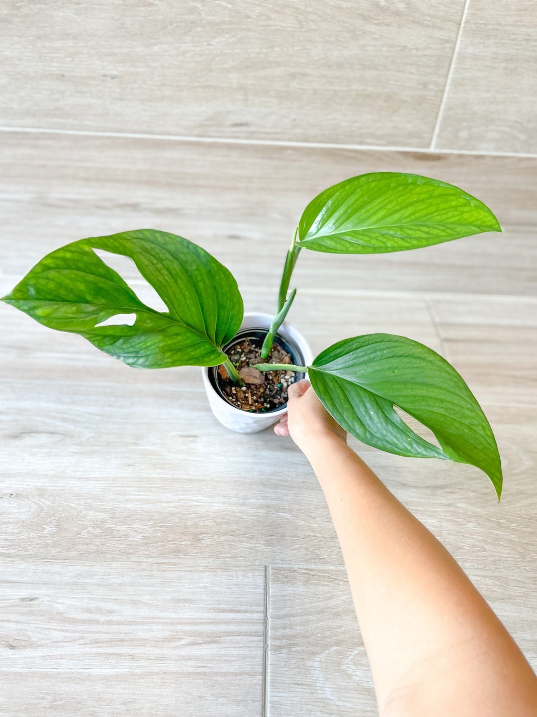 Monstera Pinnatipartita - US Seller - Etsy