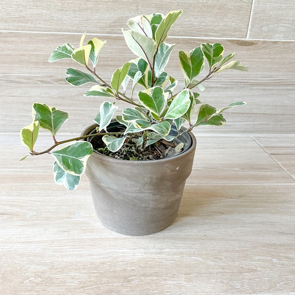Ficus Triangularis Variegated - Etsy