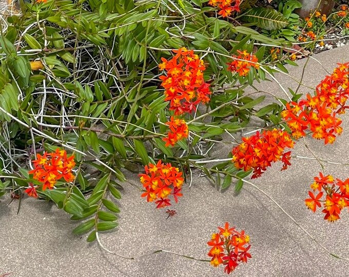 3 Cuttings or 4" Nursery Pot - Wild Orchids Orange Flowers Red Flowers ...