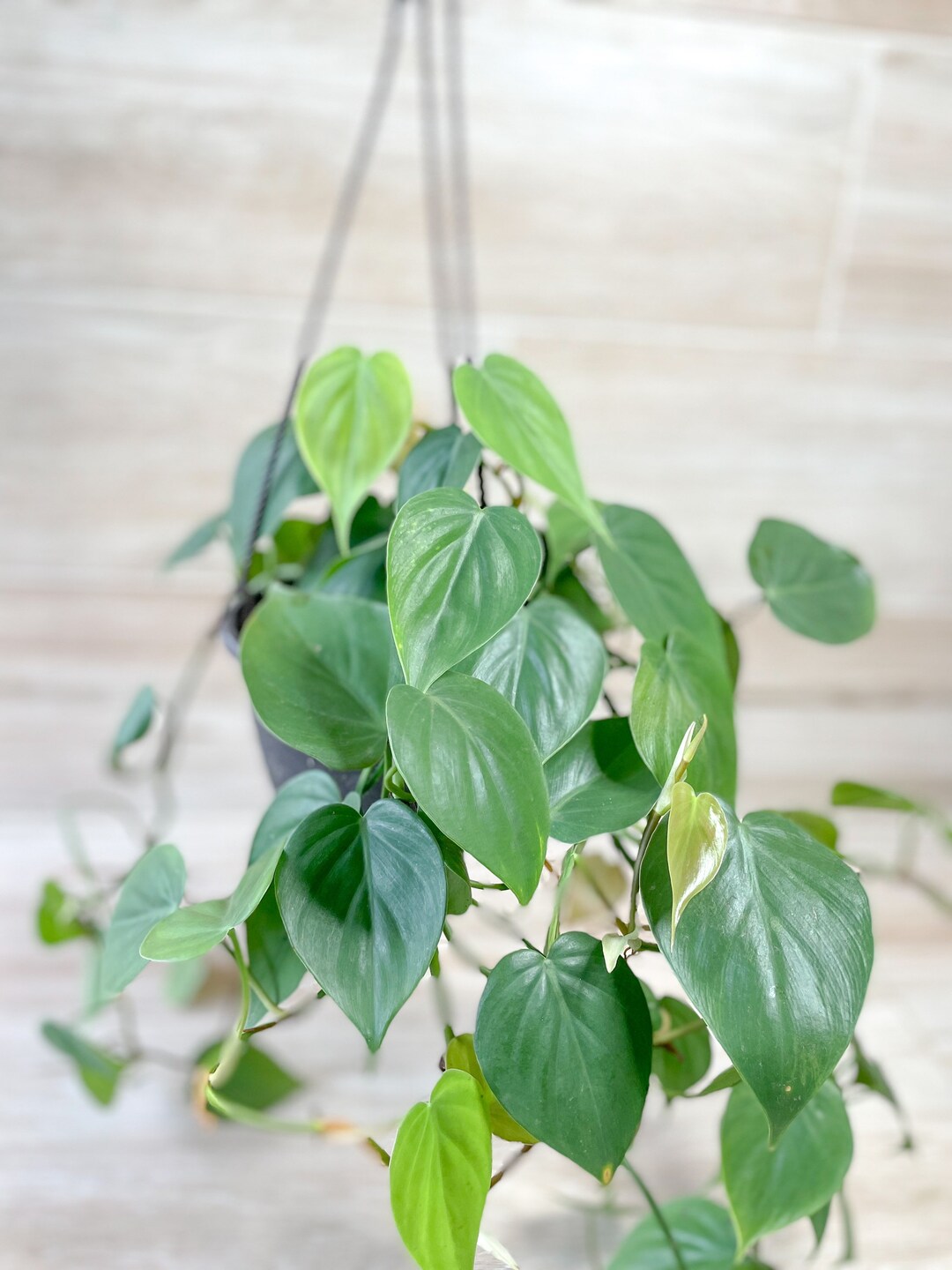 Philodendron Heartleaf Cordatum, Trailing, Vining Plant - Etsy