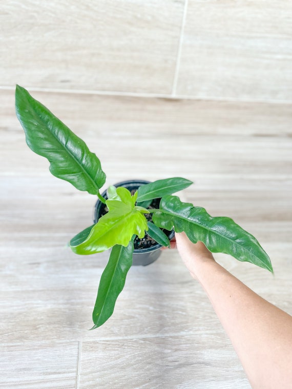 Philodendron Narrow Escape Tiger Tooth Jungle Boogie in 6 | Etsy