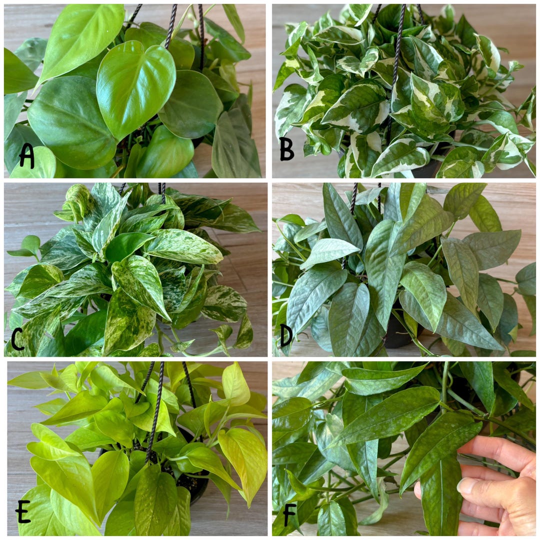 Pothos in 6” Hanging Basket - Pearls & Jade - Heartleaf - Marble Queen ...