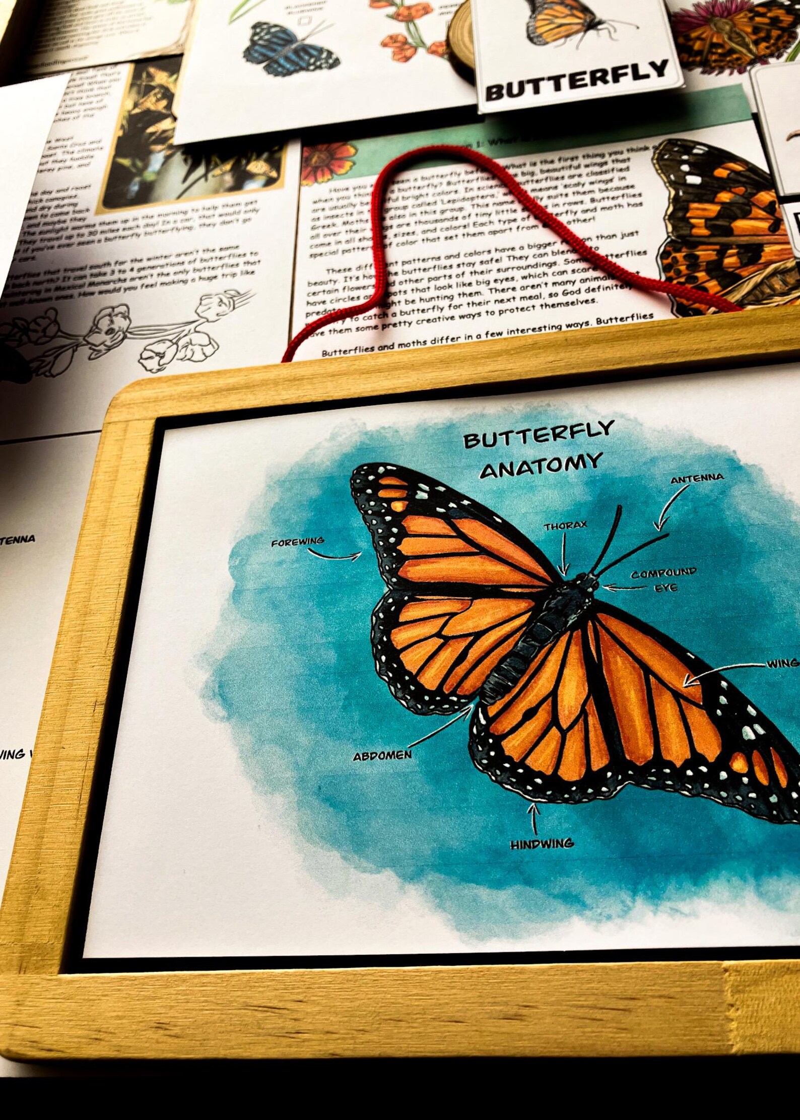 Butterflies Unit Study: Heart Spark Homeschool - Etsy