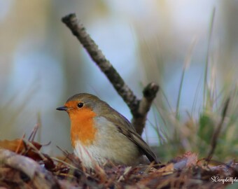 Robins Appear When Loved Ones Are Near Print Robin Art Print - Etsy UK