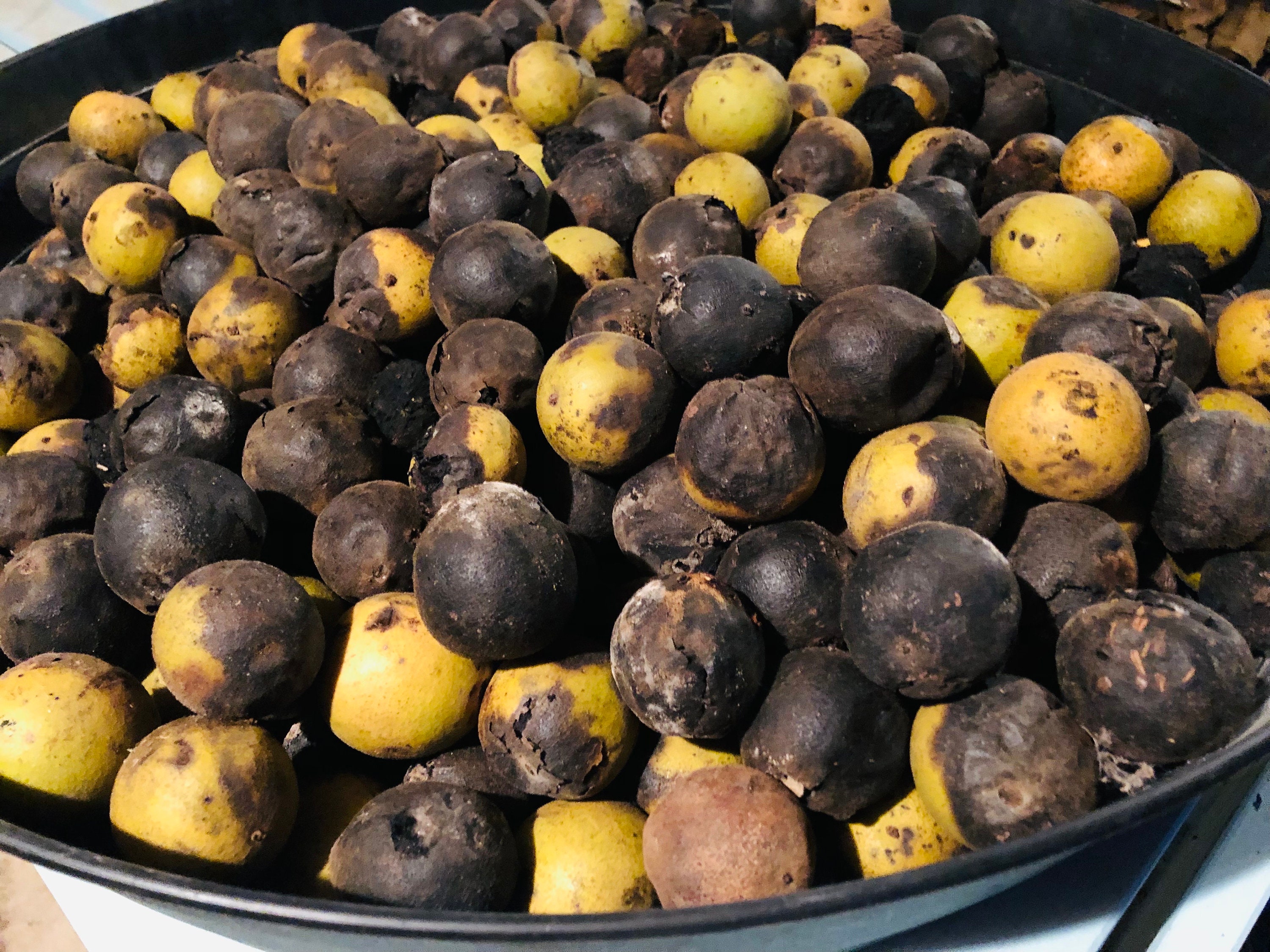 BLACK WALNUTS in HULLS- Raw, Natural, & Organically Grown - Etsy