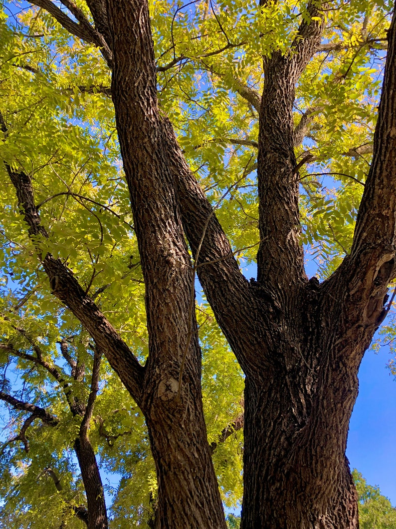 BLACK WALNUTS in HULLS- Raw, Natural, & Organically Grown - Etsy