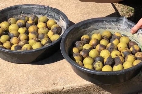 BLACK WALNUTS in HULLS- Raw, Natural, & Organically Grown - Etsy