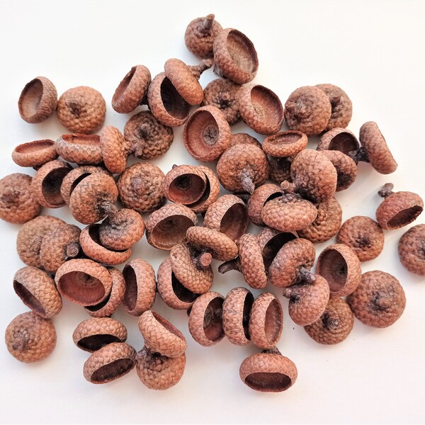 Acorn Caps - Etsy